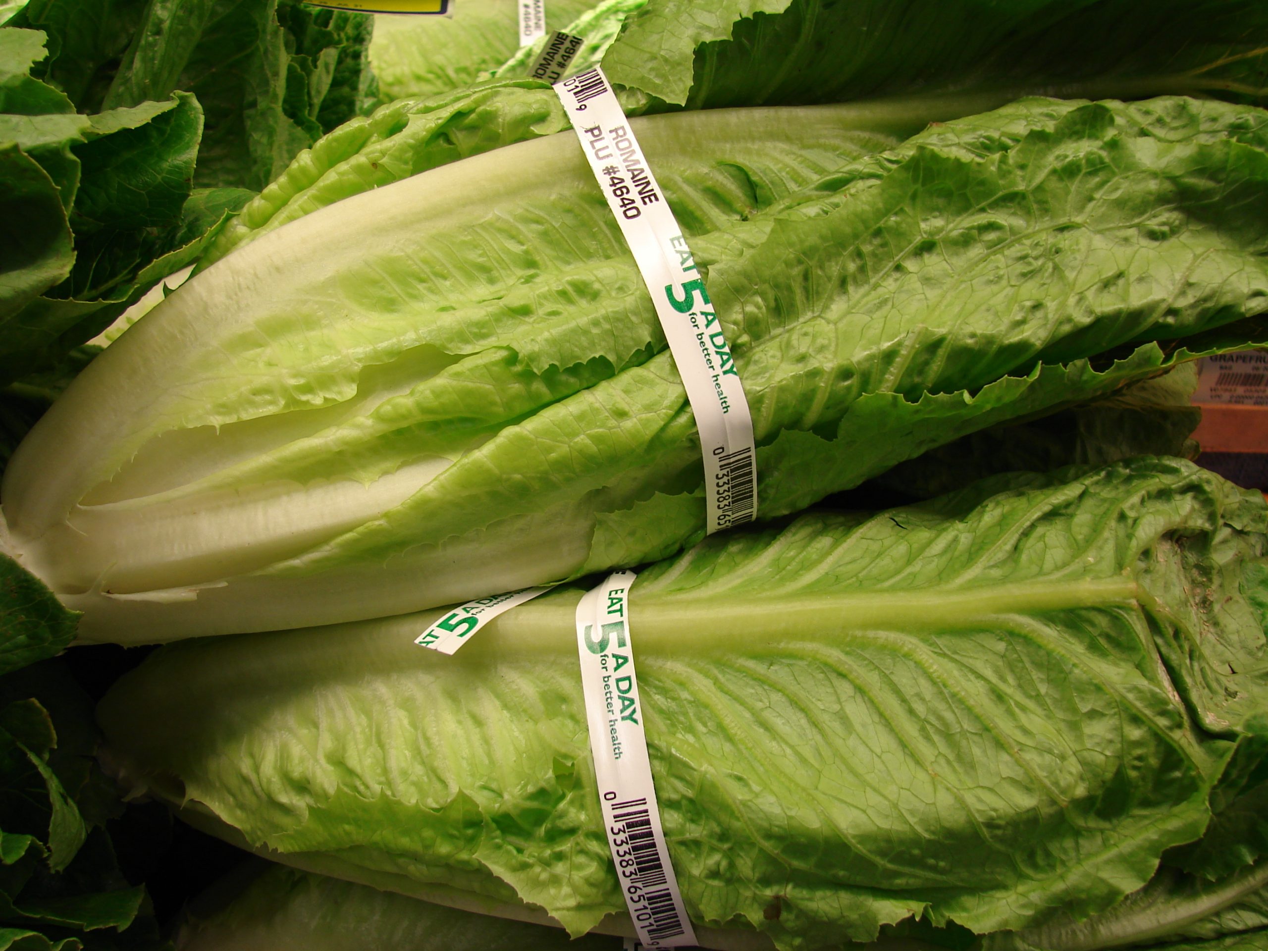 How To Cook Romanie Lettuce - Simple & Easy To Do