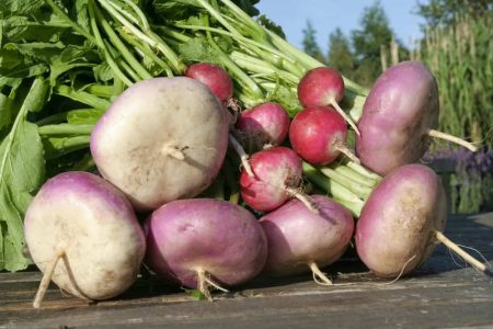 Turnip vs Radish: What’s the Difference?