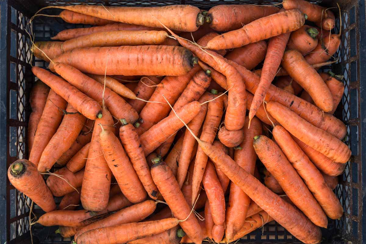 How to Store Carrots from the Garden | Simple & Easy To Do