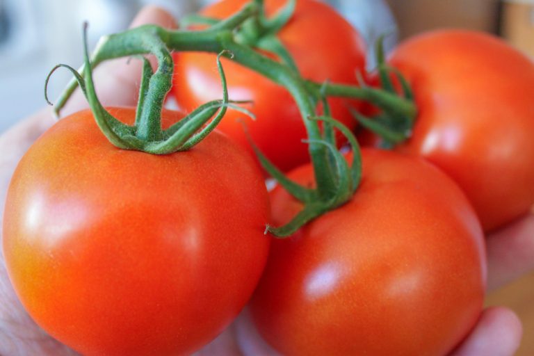 How to Store Tomatoes Properly at Home | Simple & Easy